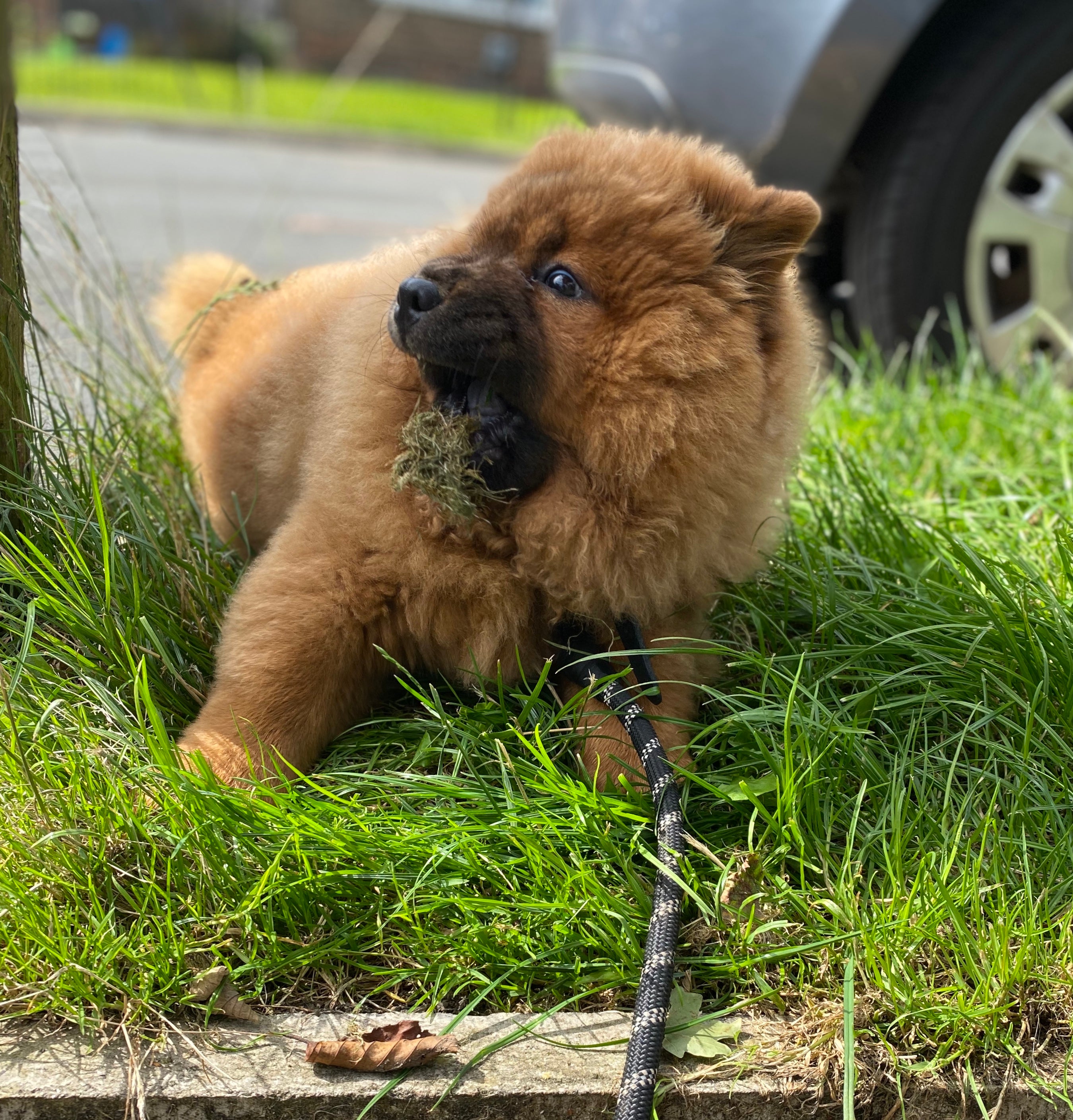 Tales of a fussy eater Chow Chow. My struggles and hurdles with feedin ...