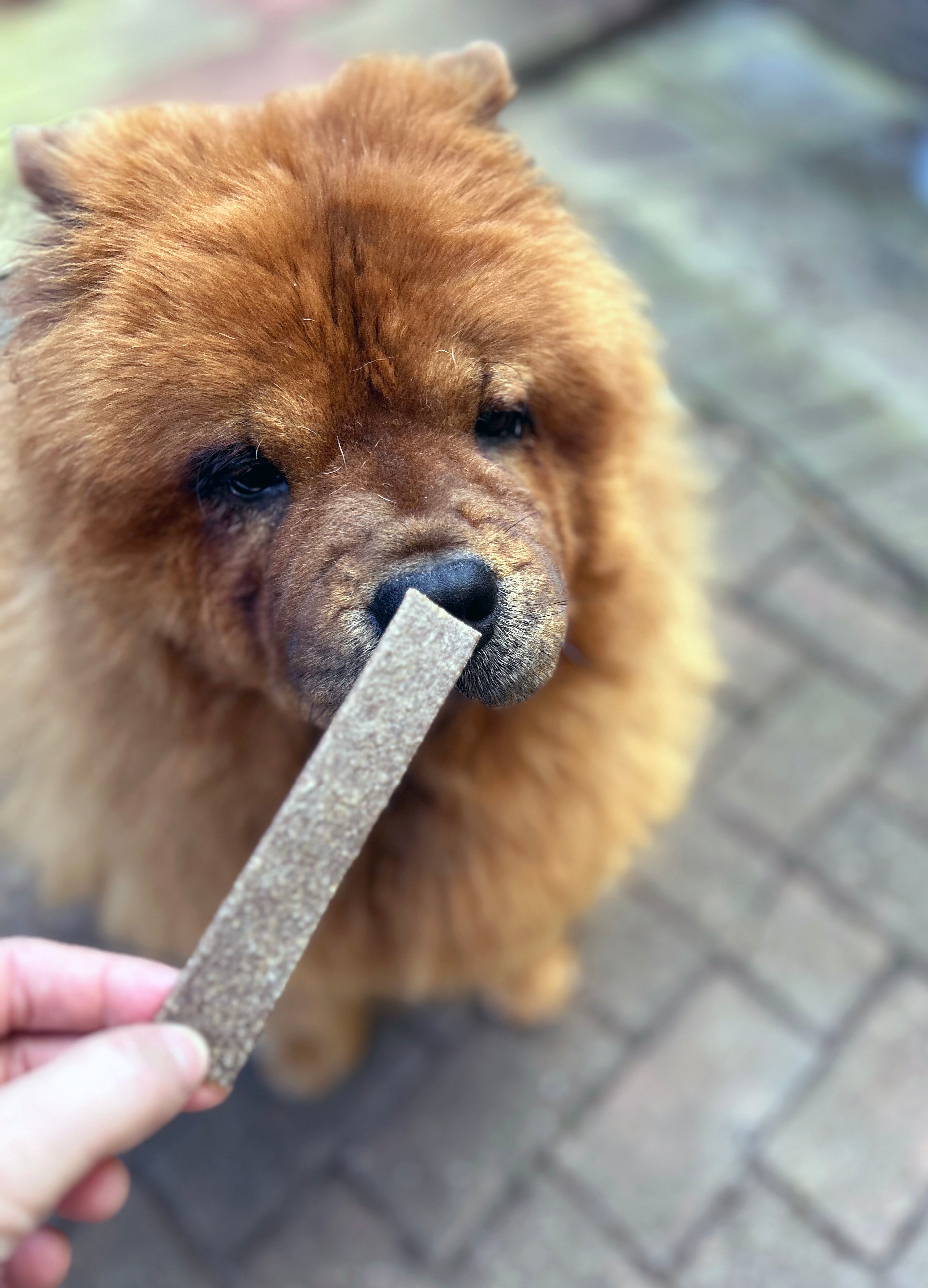 Natural Dog Treats | Healthy & Tasty Rewards – Chow Paws – Chow Paws ...