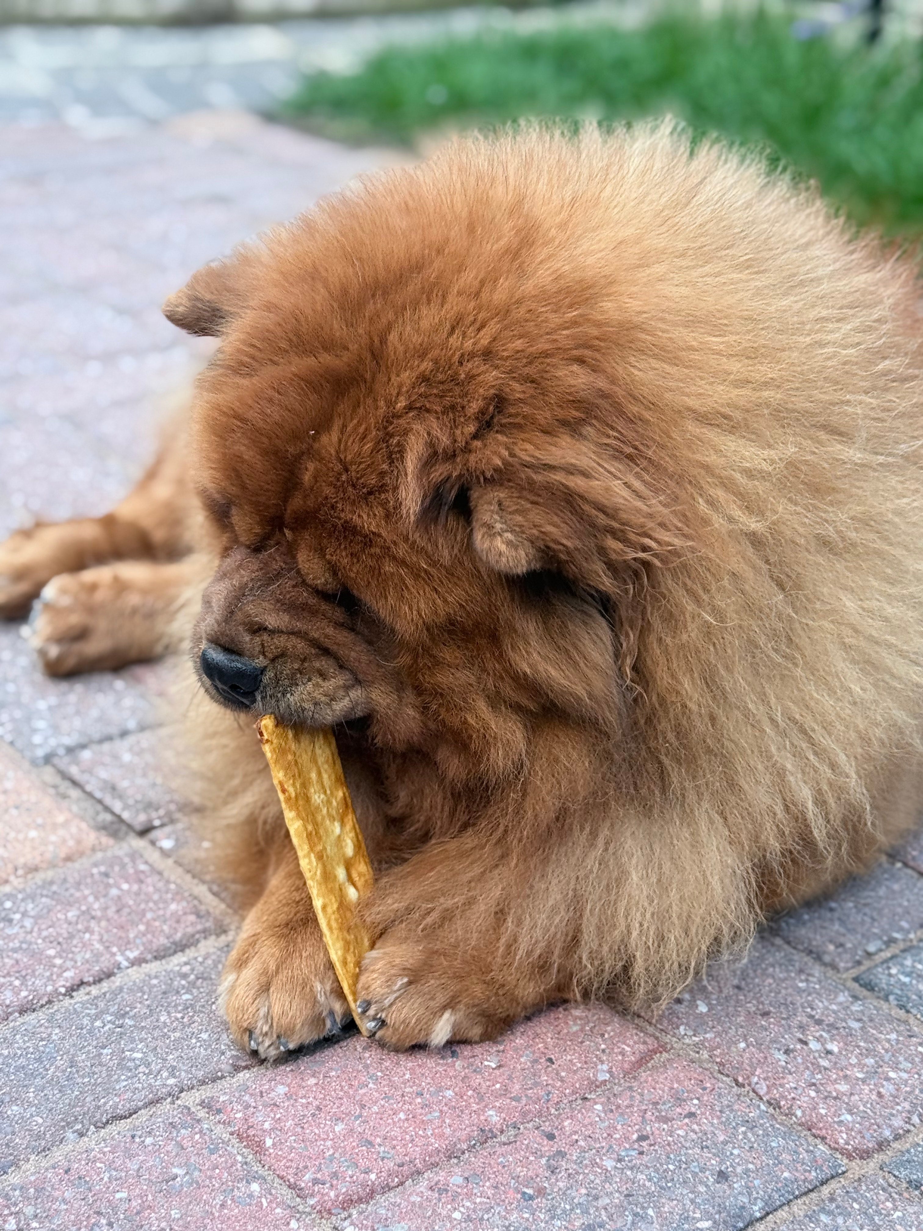 In Stock Now | Natural Dog Treats Ready to Ship – Chow Paws – Chow Paws ...